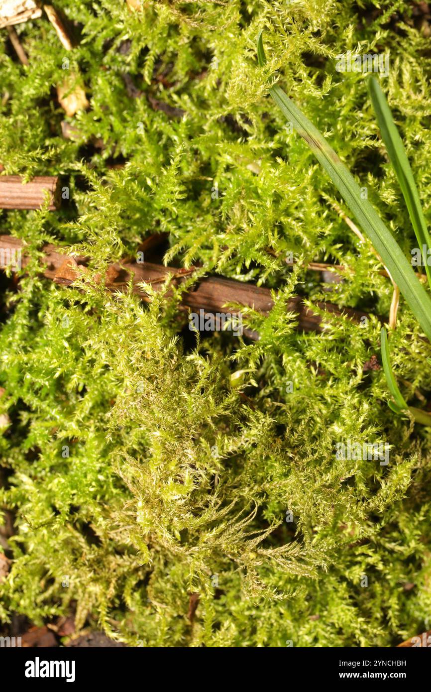 Common Feather-moss (Kindbergia praelonga Stock Photo - Alamy
