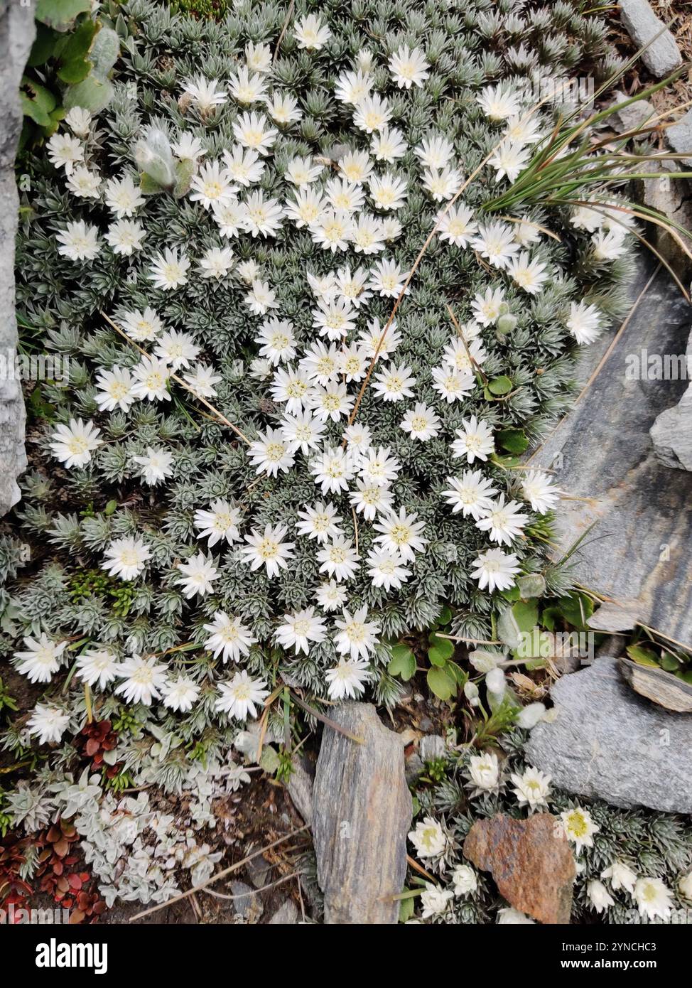 large-flowered mat daisy (Raoulia grandiflora Stock Photo - Alamy
