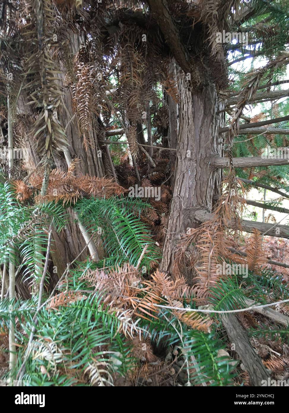 China-fir (Cunninghamia lanceolata Stock Photo - Alamy