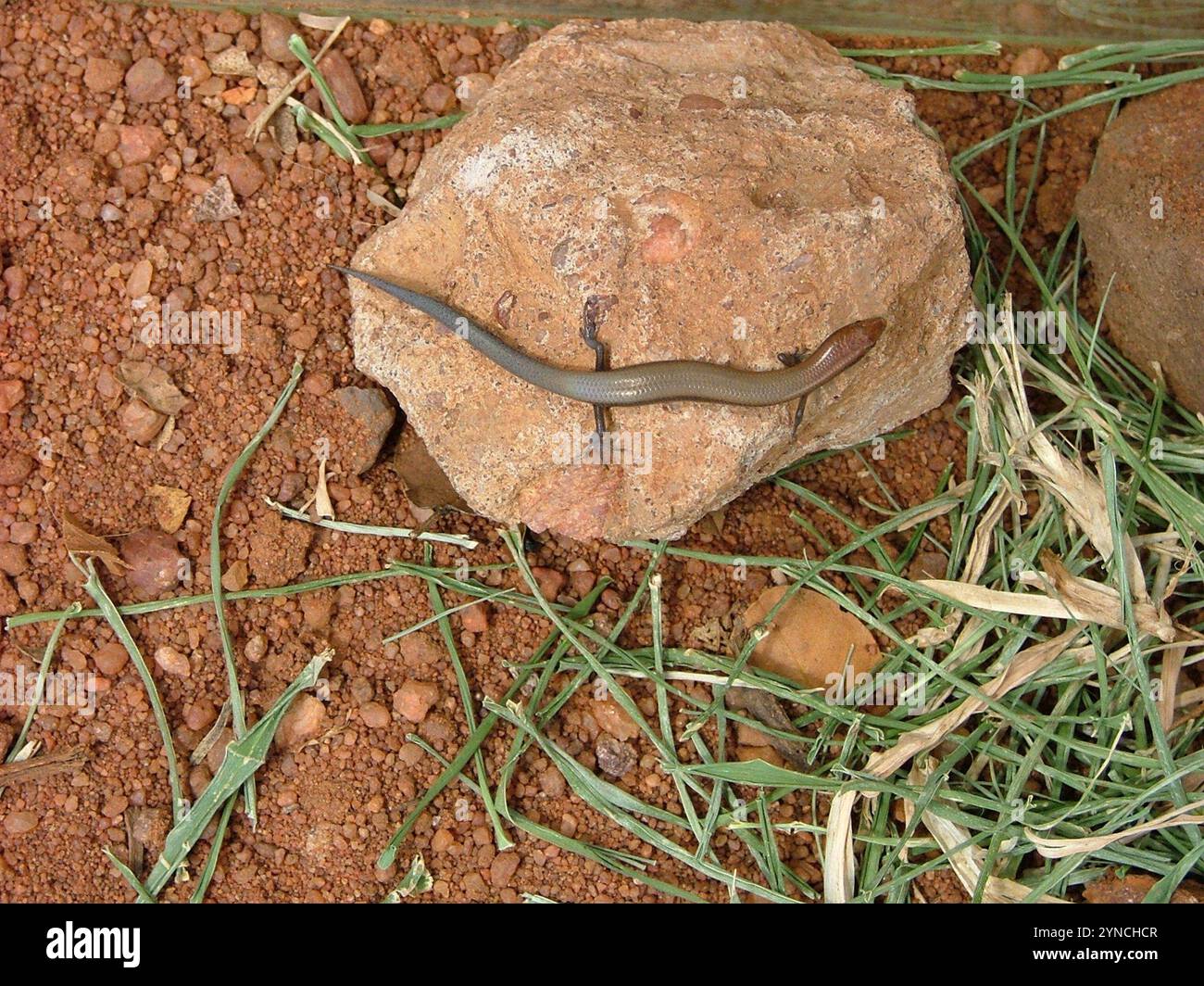 Wahlberg's Snake-eyed Skink (Panaspis wahlbergii Stock Photo - Alamy