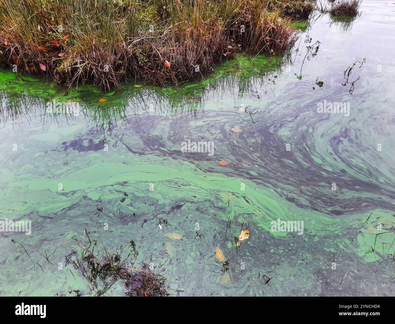 Blue green algae in hi-res stock photography and images - Alamy