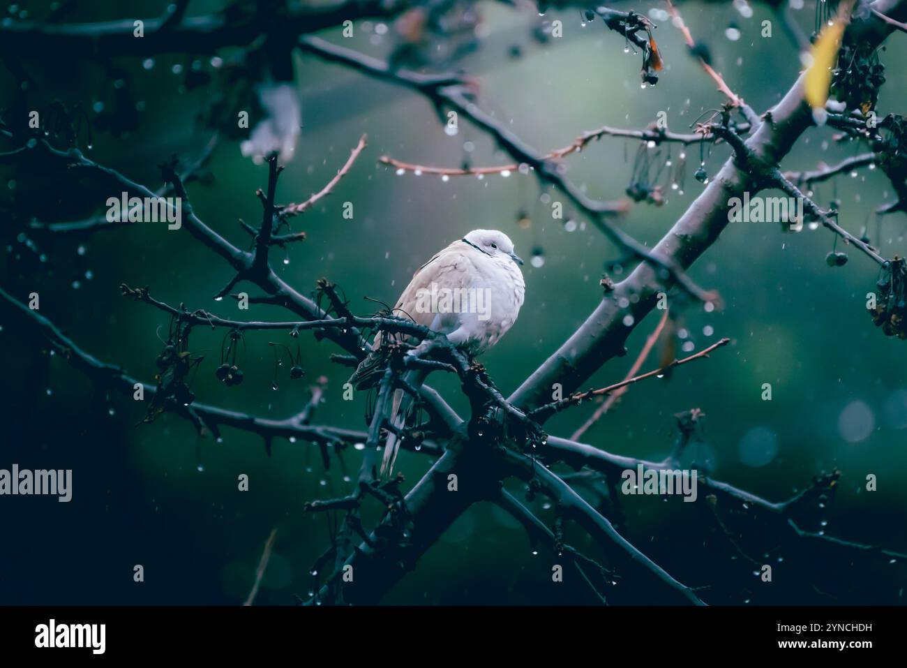 Bird under the Rain Stock Photo - Alamy