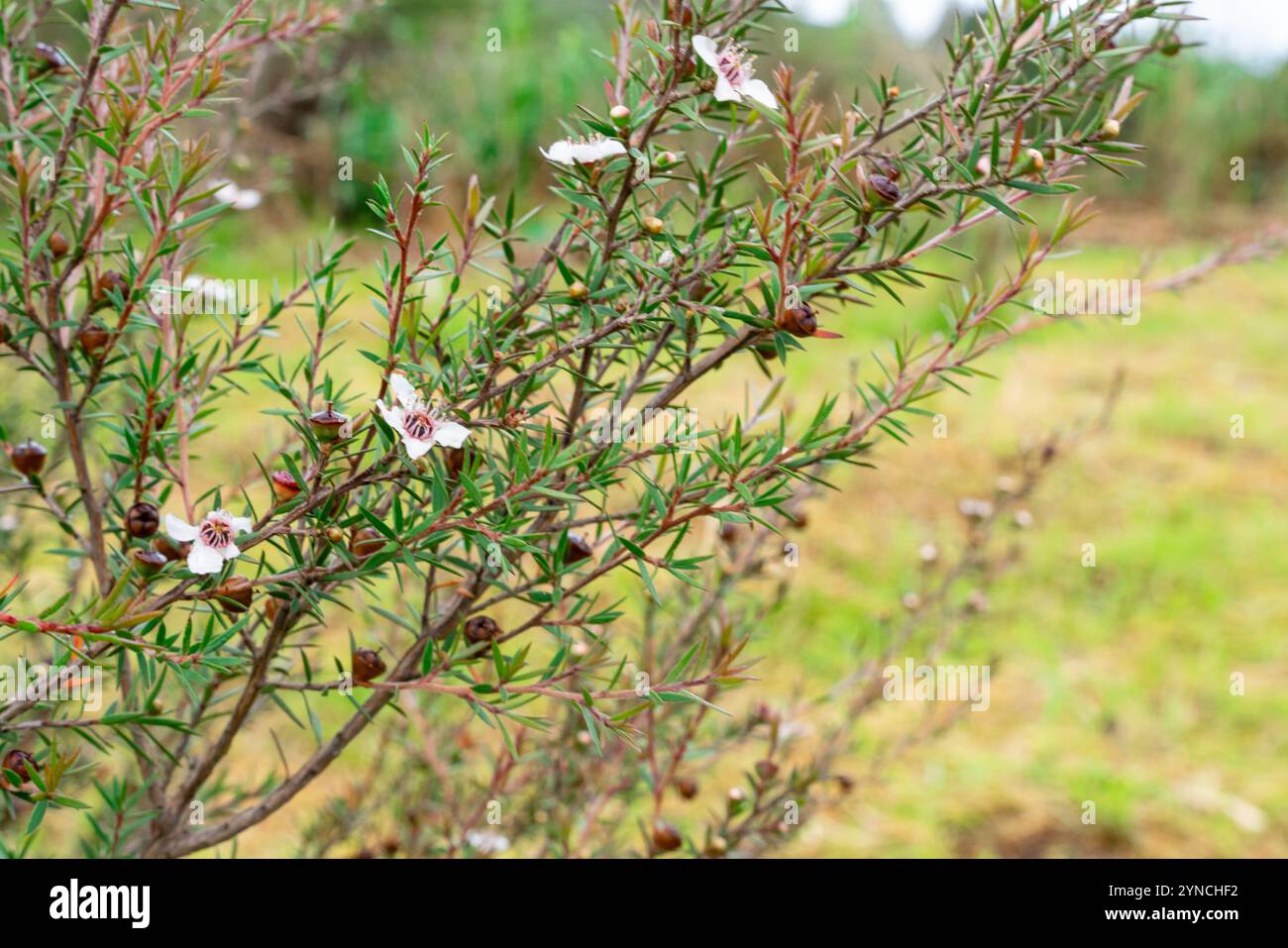 Leptospermum scoparium, commonly called manuka is a species of ...