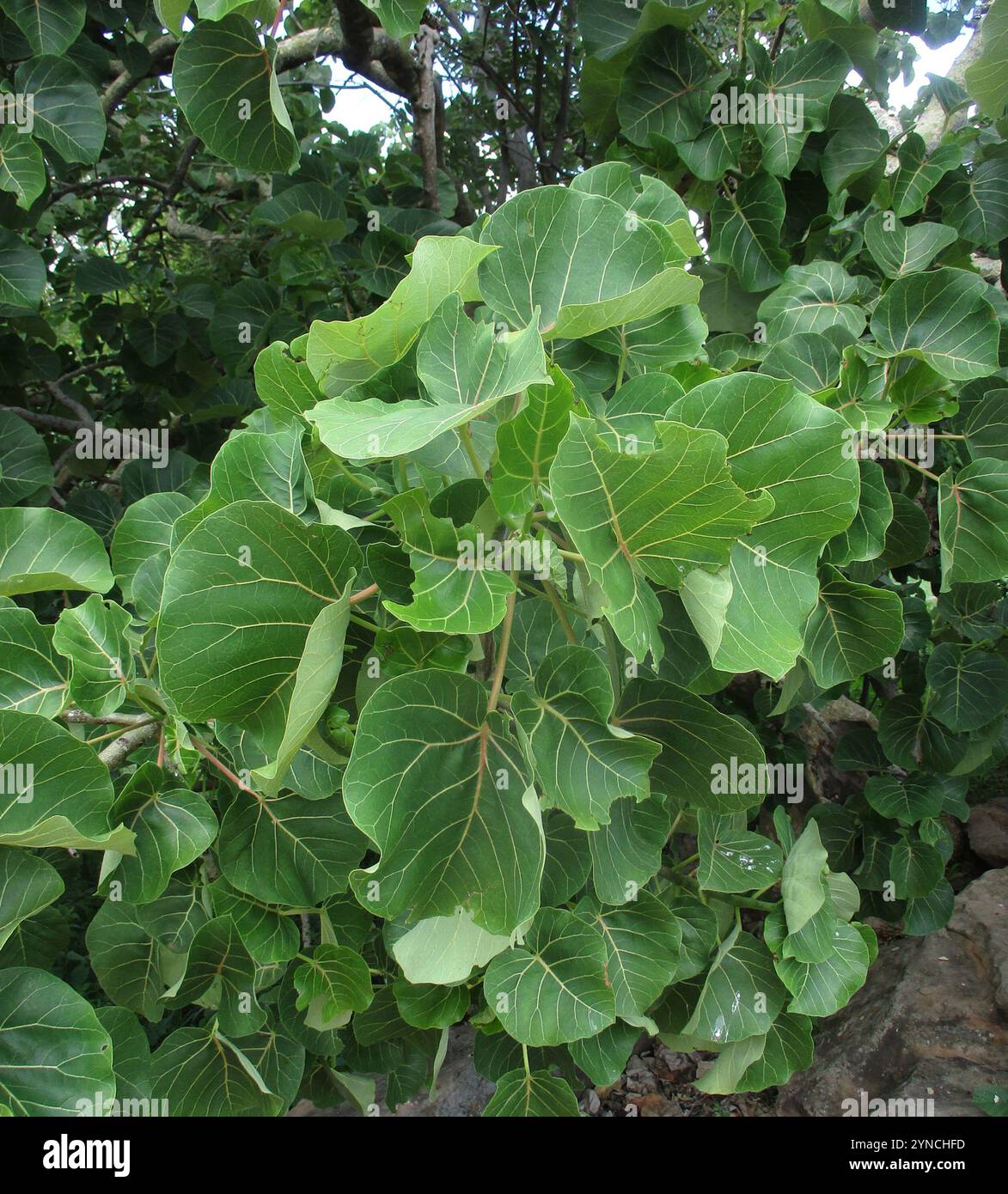 Large-leaved rock fig (Ficus abutilifolia Stock Photo - Alamy