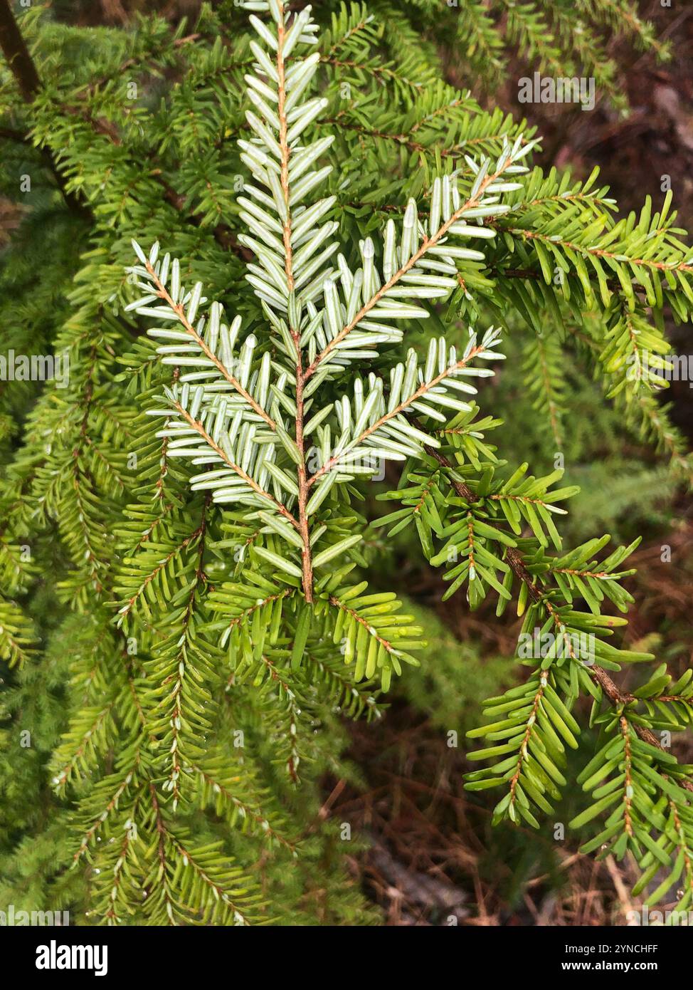 western hemlock (Tsuga heterophylla Stock Photo - Alamy