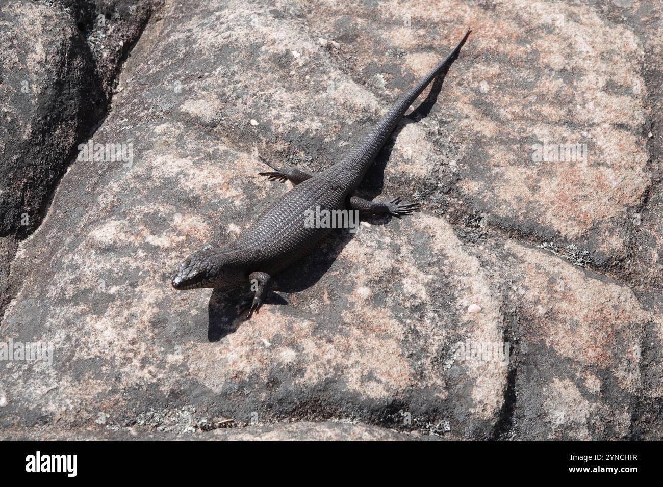 Black Rock Skink (Egernia saxatilis Stock Photo - Alamy
