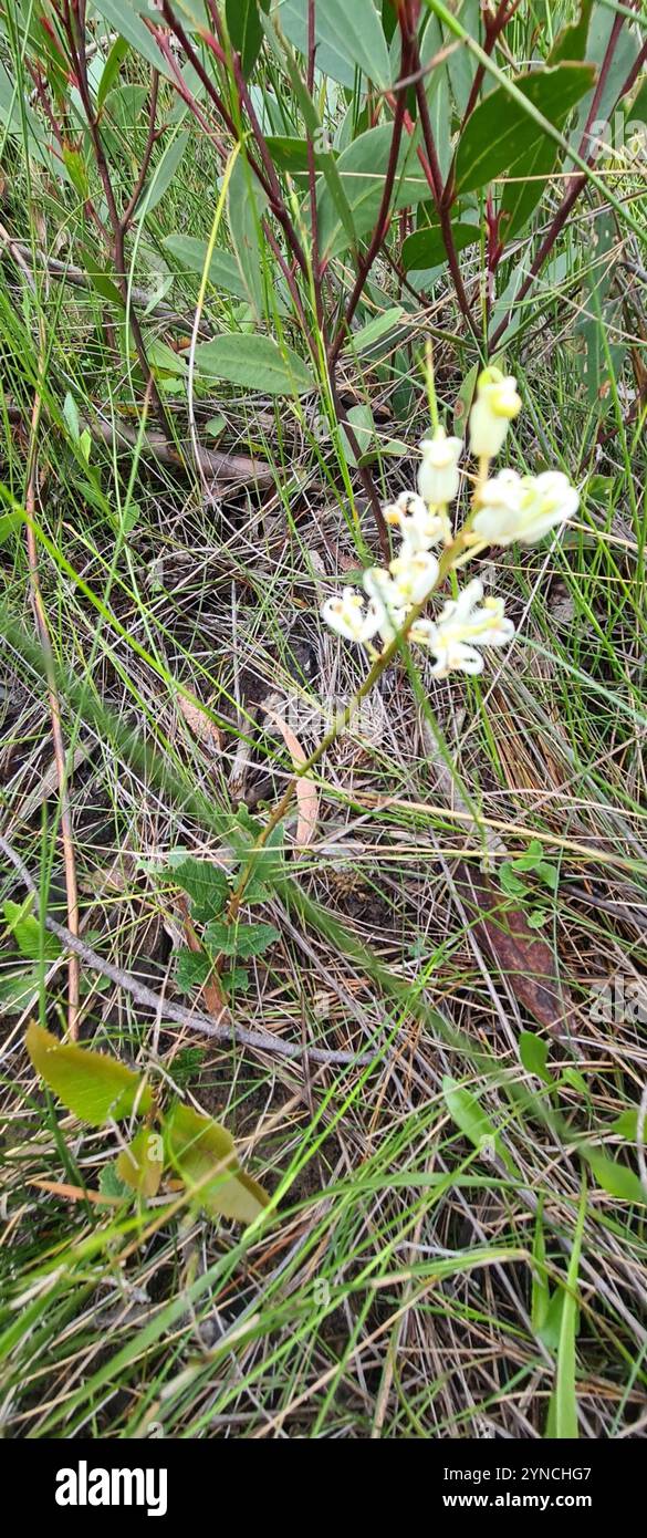 Holly Lomatia (Lomatia ilicifolia Stock Photo - Alamy