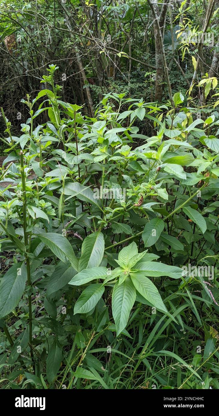 Peruvian primrose-willow (Ludwigia peruviana Stock Photo - Alamy