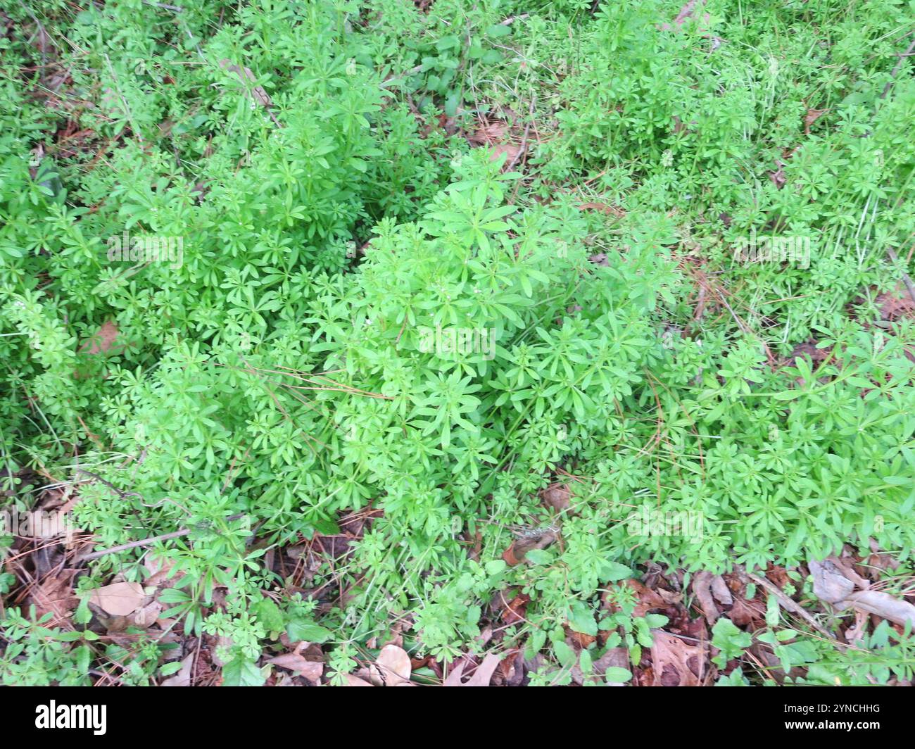 catchweed bedstraw (Galium aparine Stock Photo - Alamy