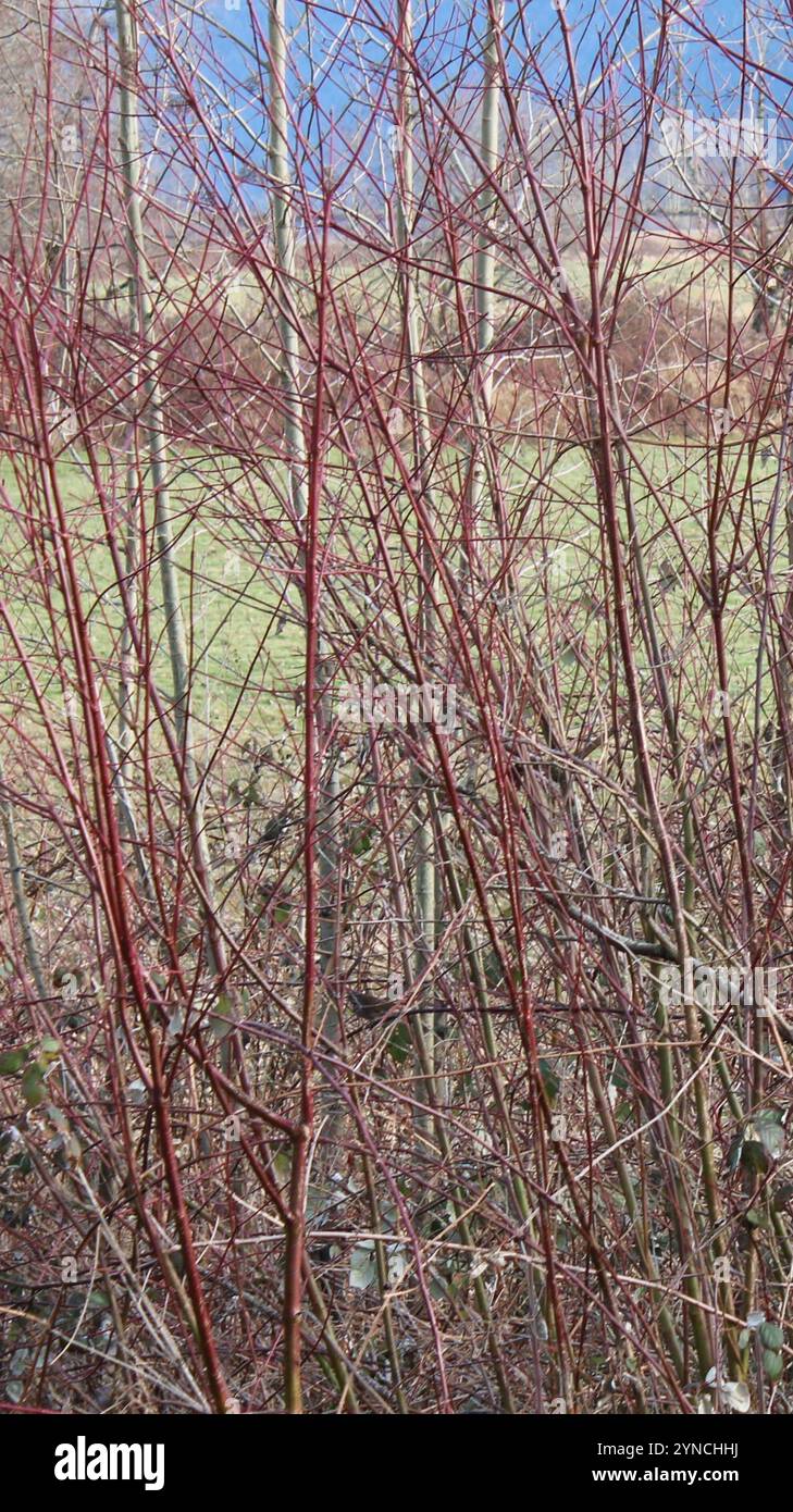 red osier dogwood (Cornus sericea Stock Photo - Alamy