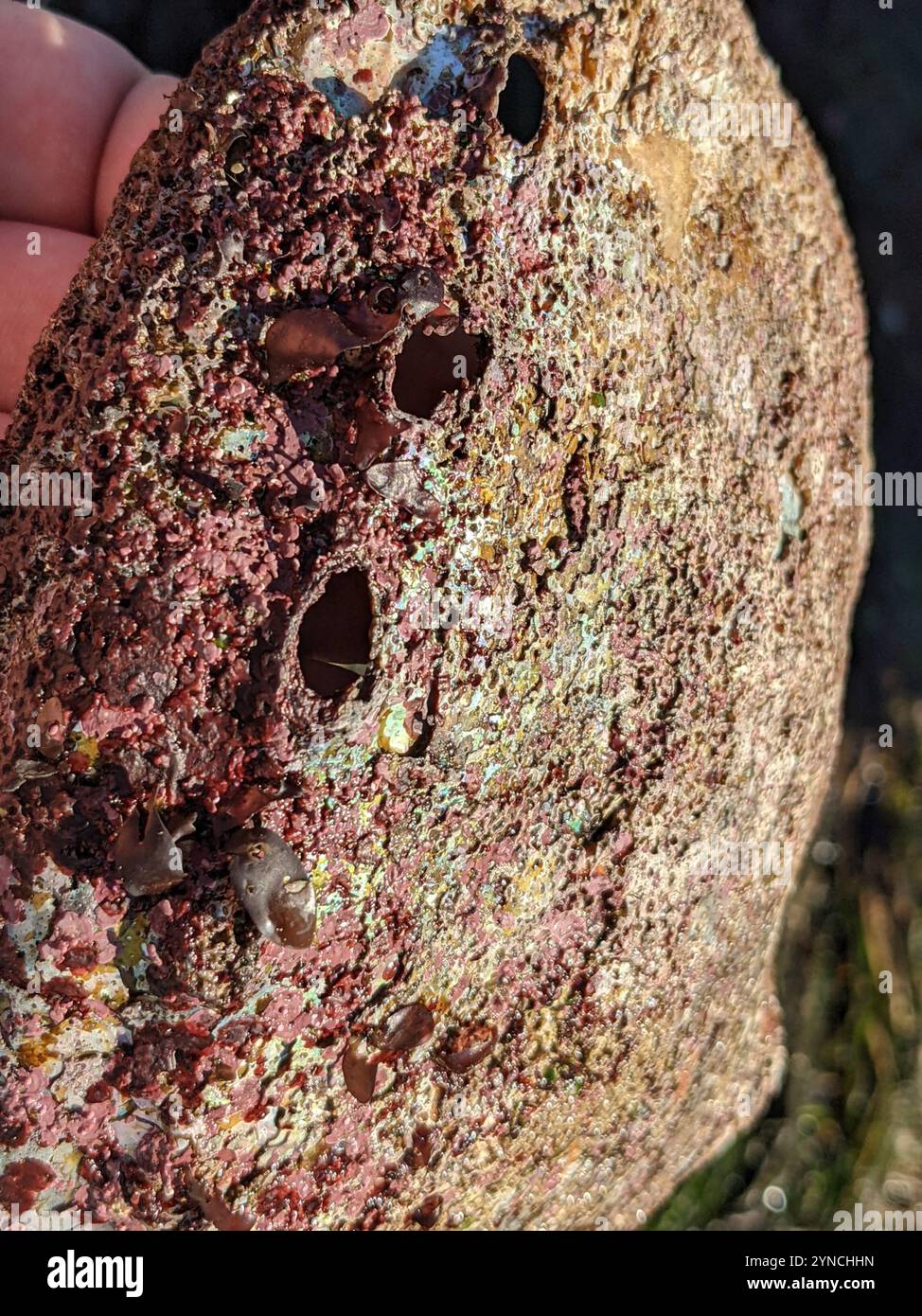 Abalone haliotis rufescens hi-res stock photography and images - Alamy