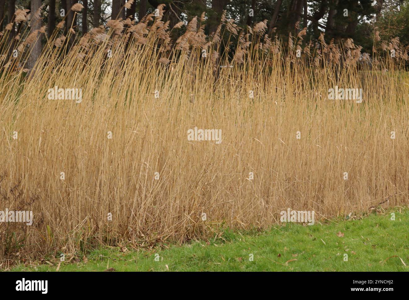 common reed (Phragmites australis Stock Photo - Alamy