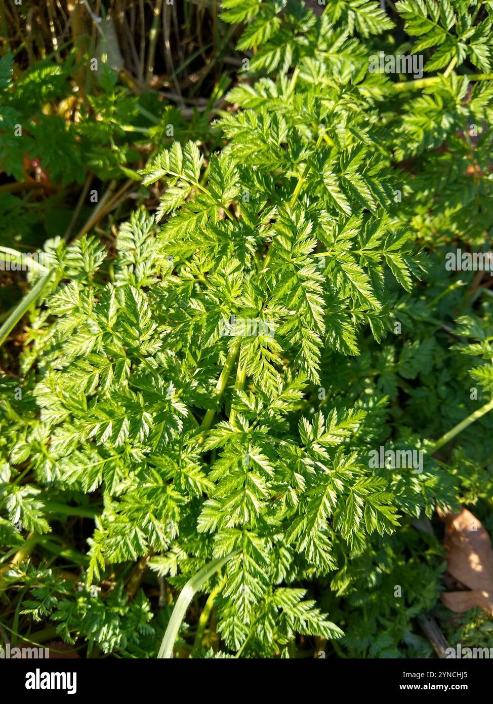 poison hemlock (Conium maculatum Stock Photo - Alamy