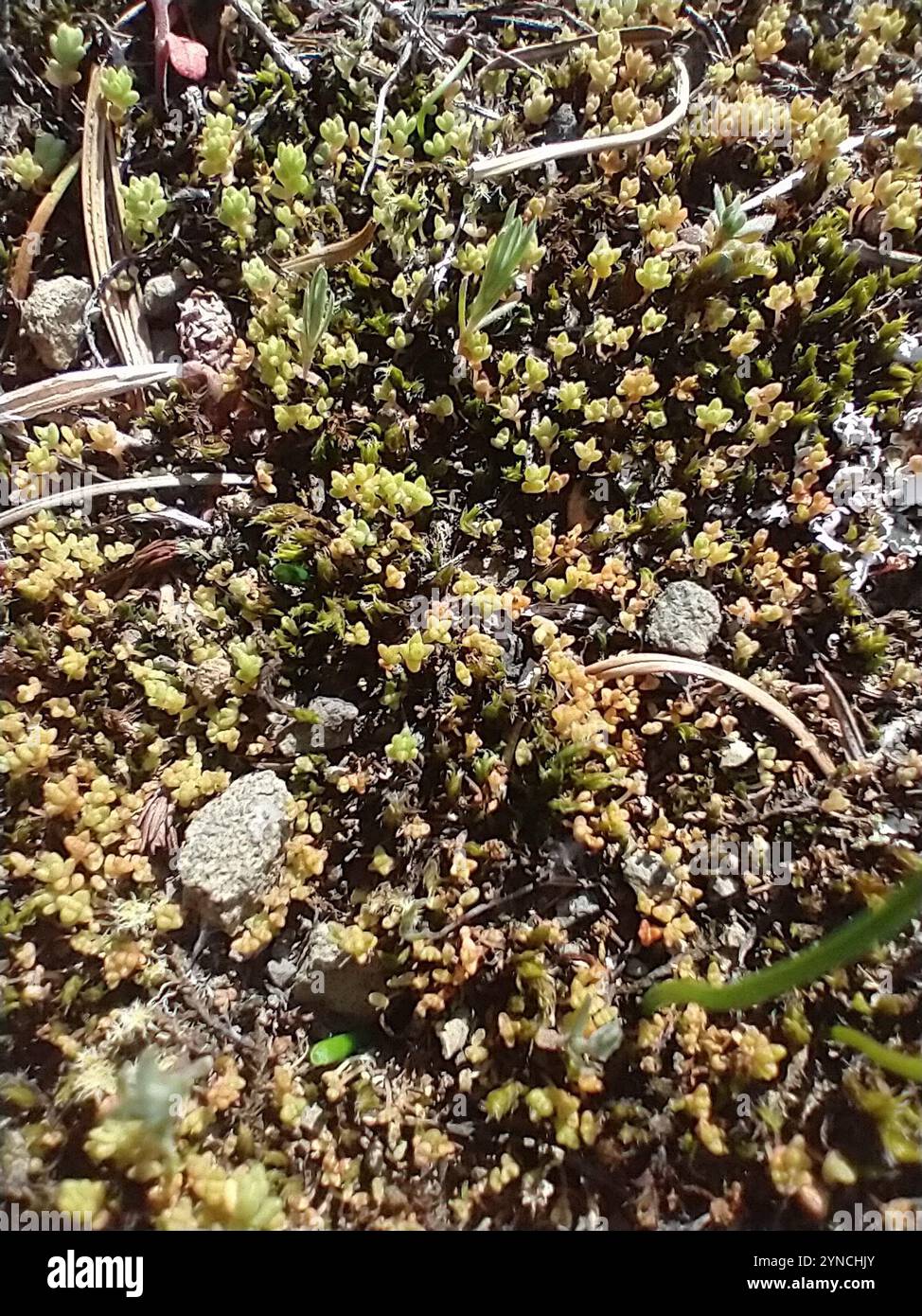 stonecrop family (Crassulaceae Stock Photo - Alamy
