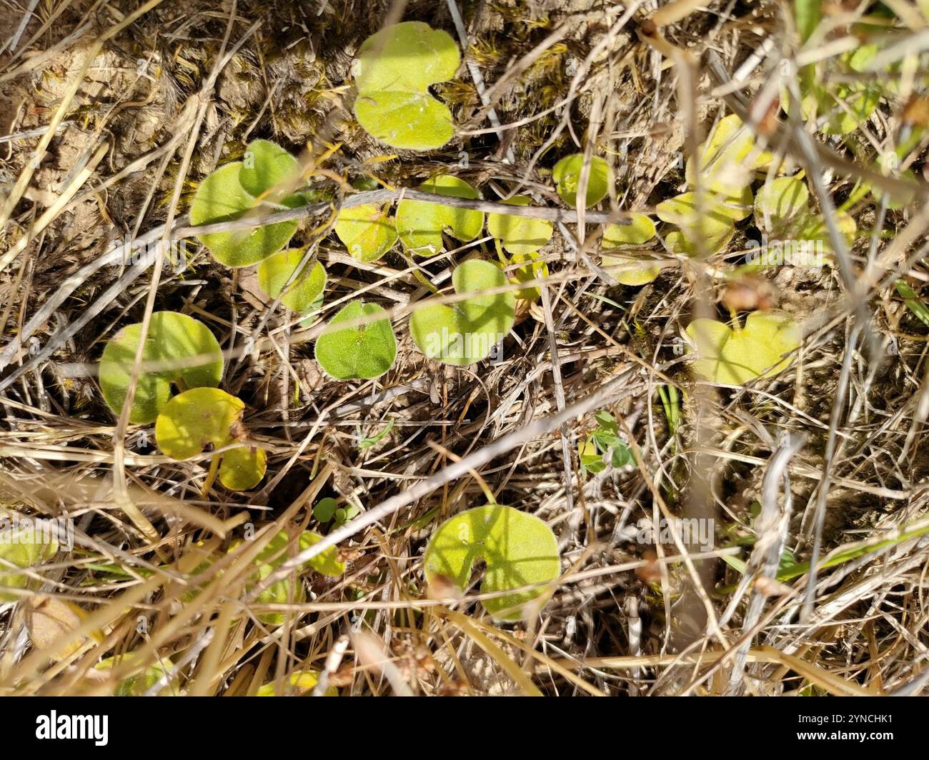 kidney weed (Dichondra repens Stock Photo - Alamy