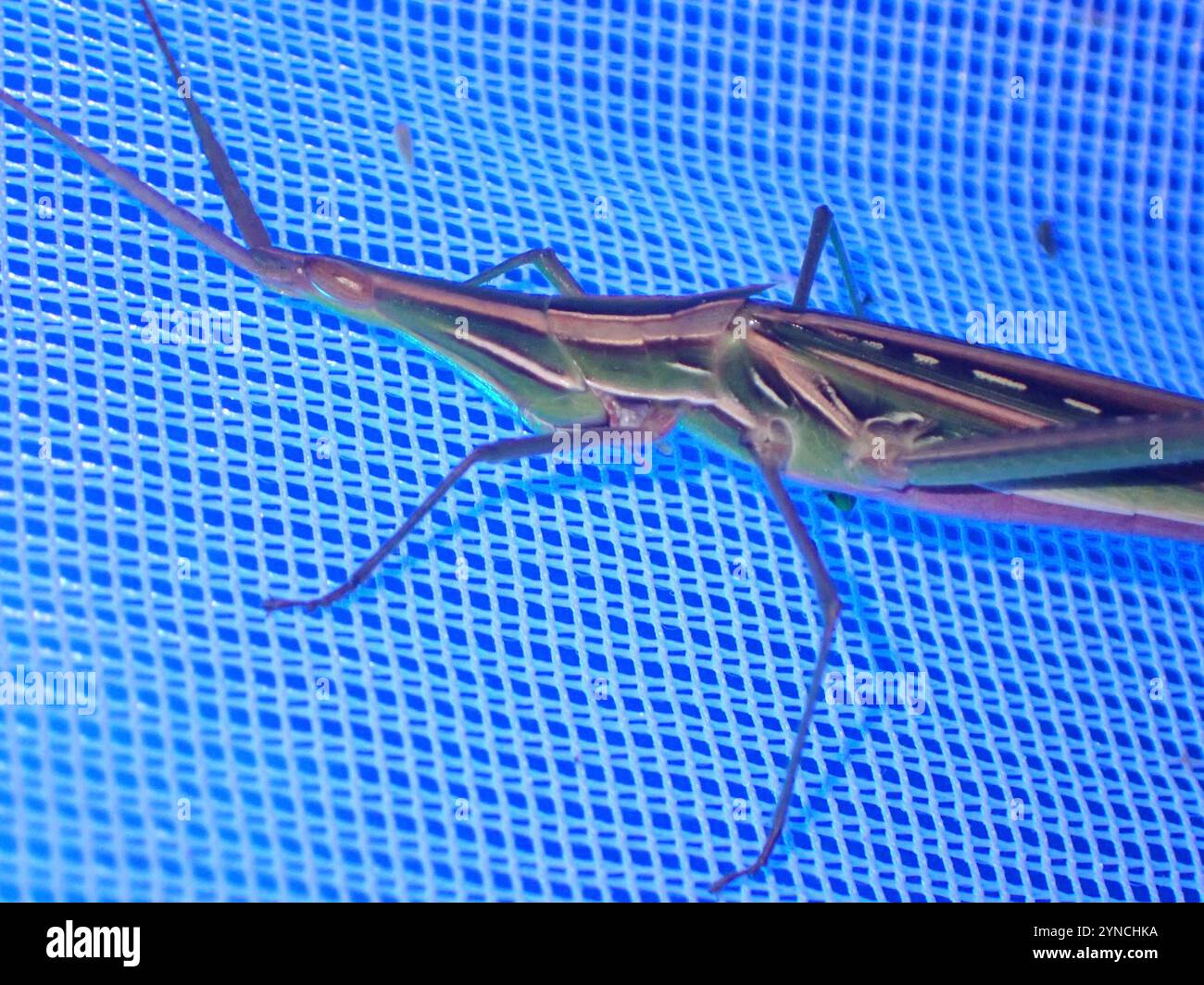 Slantface Grasshoppers (Acrida Stock Photo - Alamy