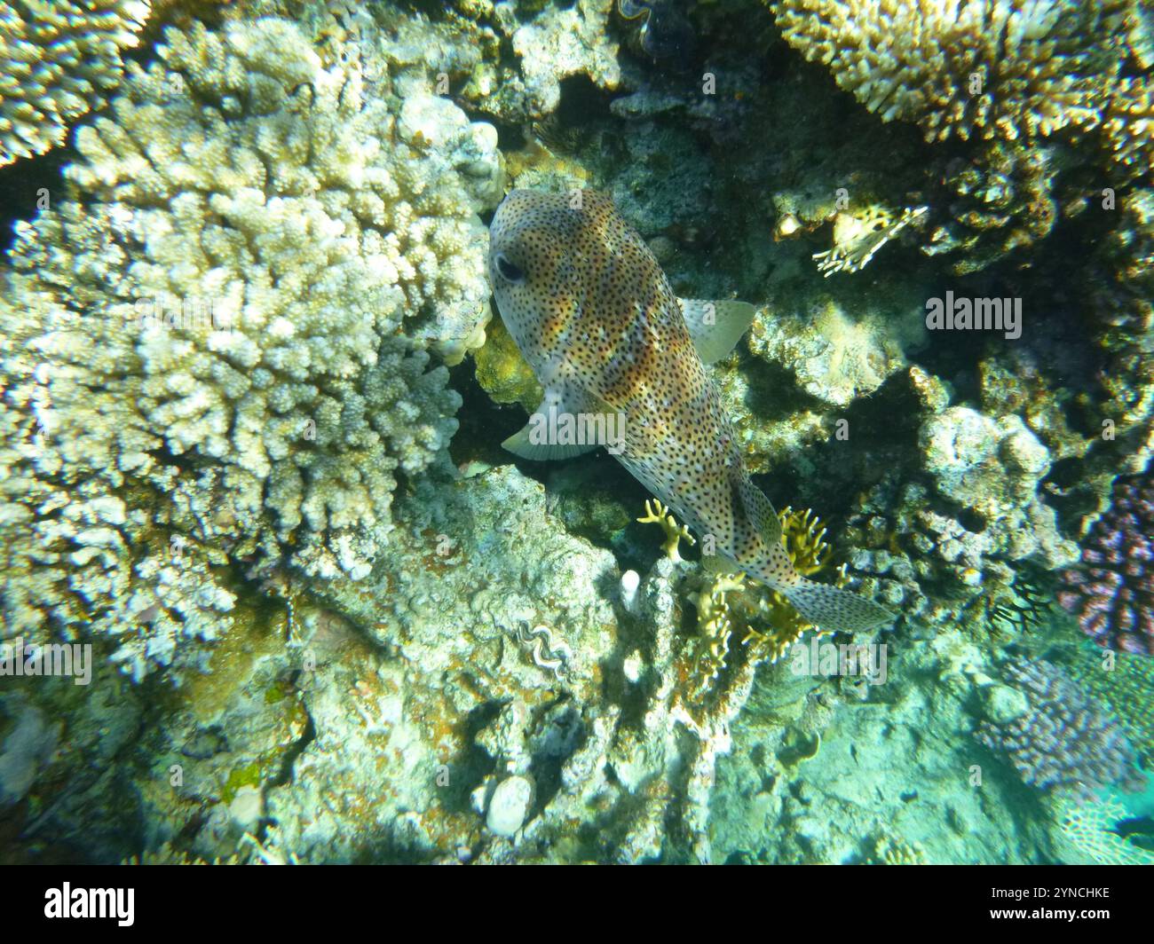 Spotted Porcupinefish (Diodon hystrix Stock Photo - Alamy