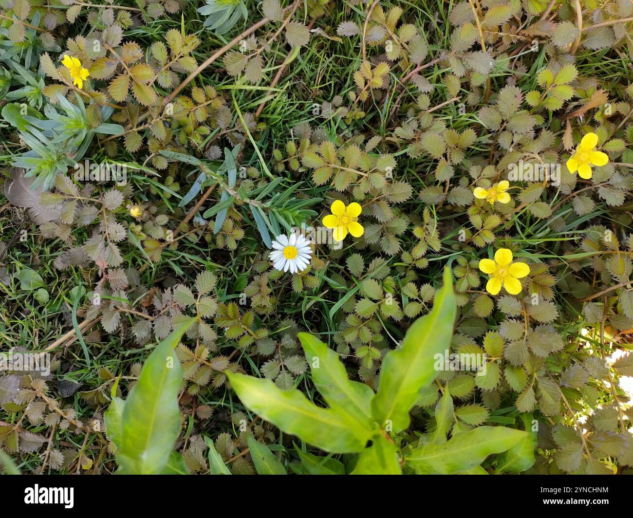 New Zealand Silverweed (Argentina anserinoides Stock Photo - Alamy