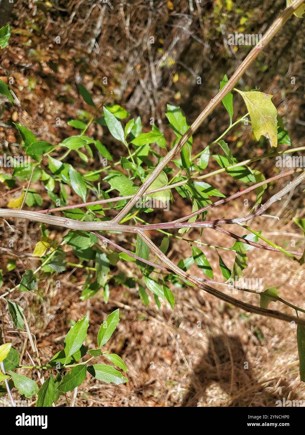 groundsel tree (Baccharis halimifolia Stock Photo - Alamy