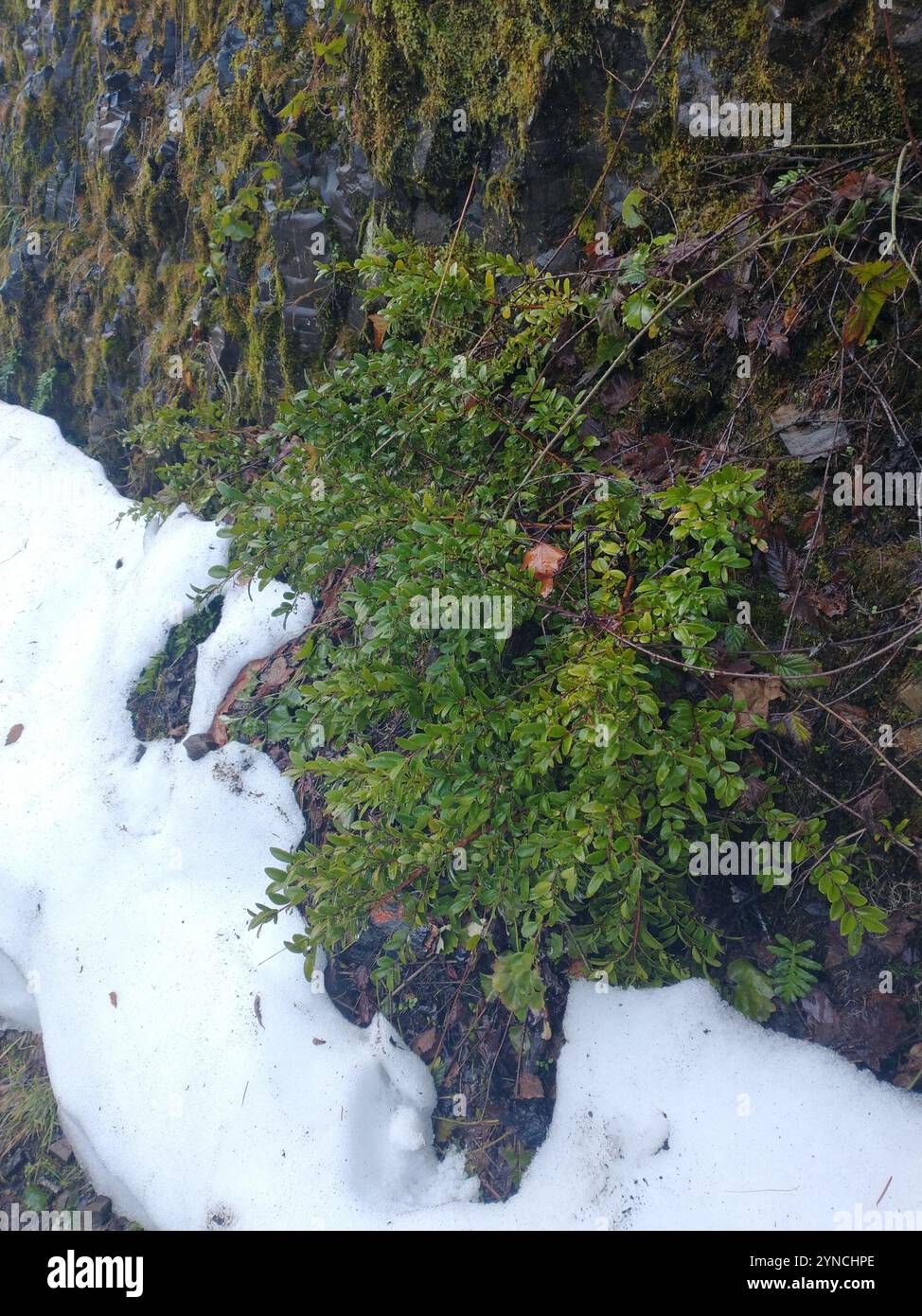 Oregon Boxwood (Paxistima myrsinites Stock Photo - Alamy