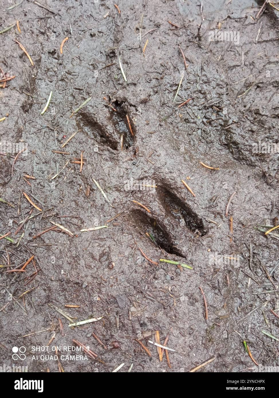 Even-toed Ungulates and Cetaceans (Artiodactyla Stock Photo - Alamy