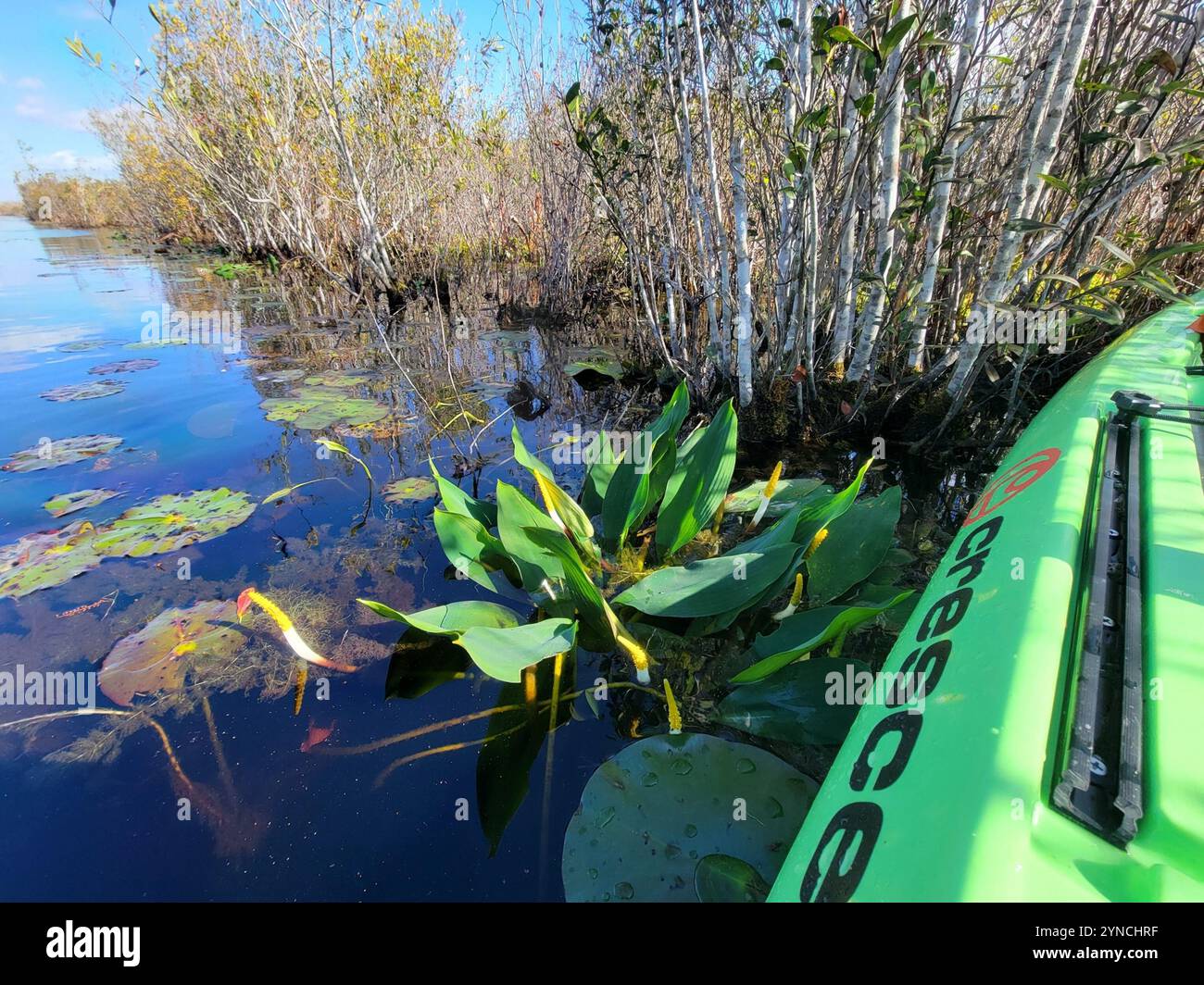 Golden club orontium aquaticum hi-res stock photography and images - Alamy