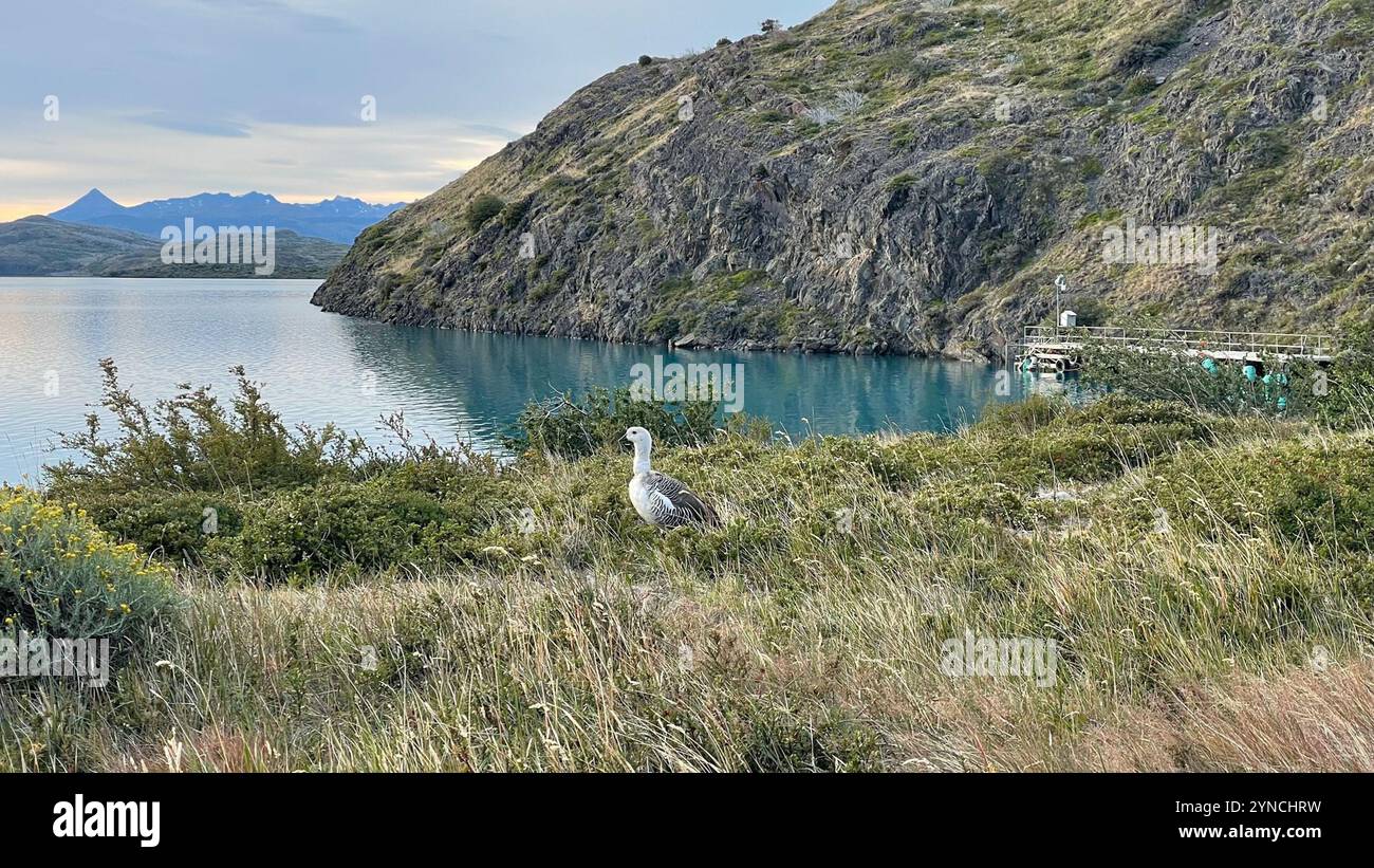 Upland Goose (Chloephaga picta Stock Photo - Alamy