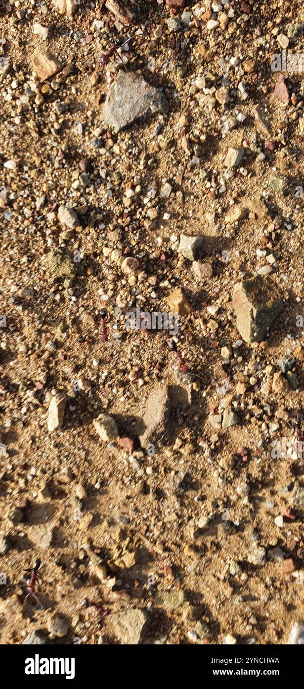 Northern Meat Ant (Iridomyrmex sanguineus Stock Photo - Alamy