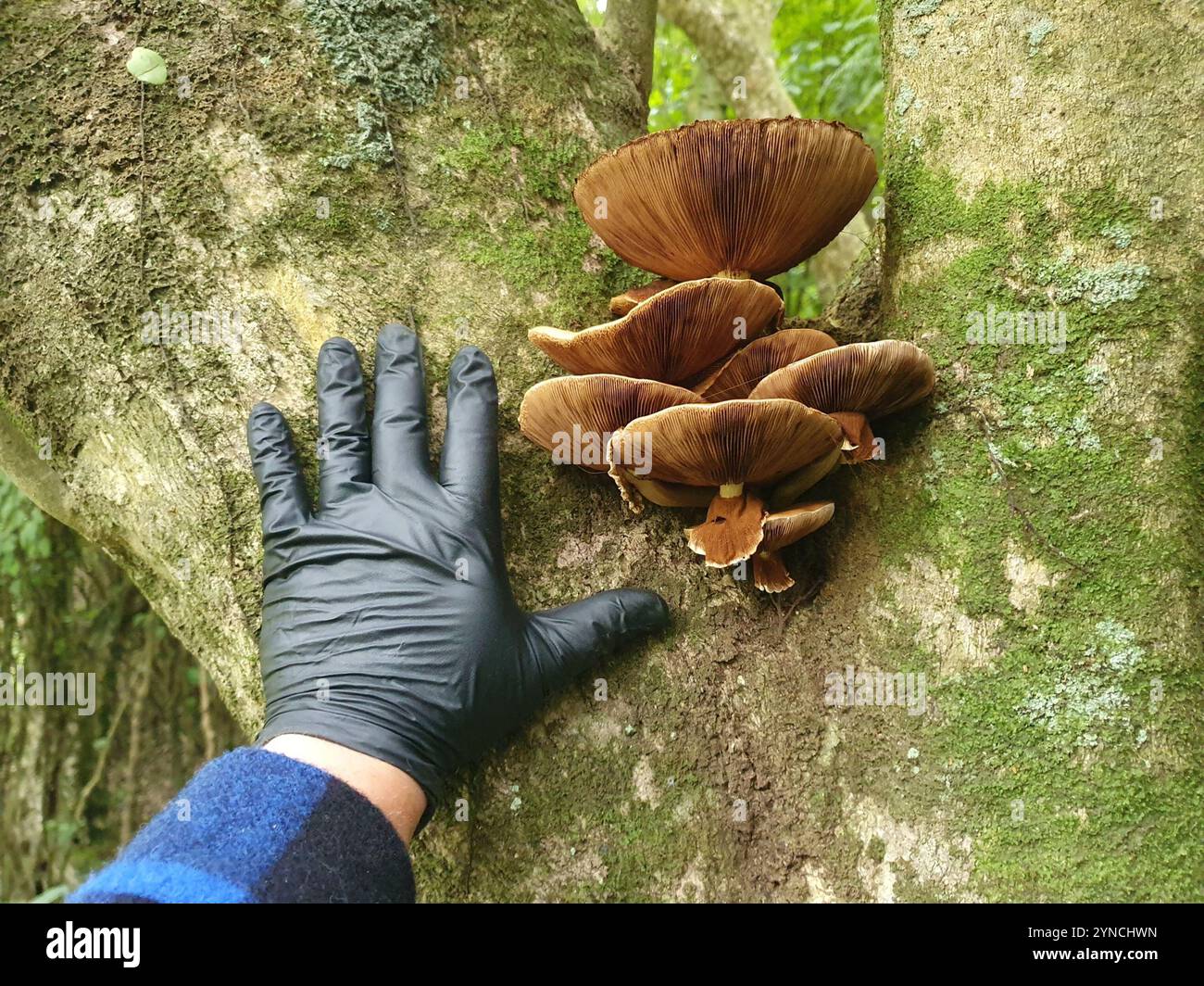 Tawaka (Cyclocybe parasitica Stock Photo - Alamy