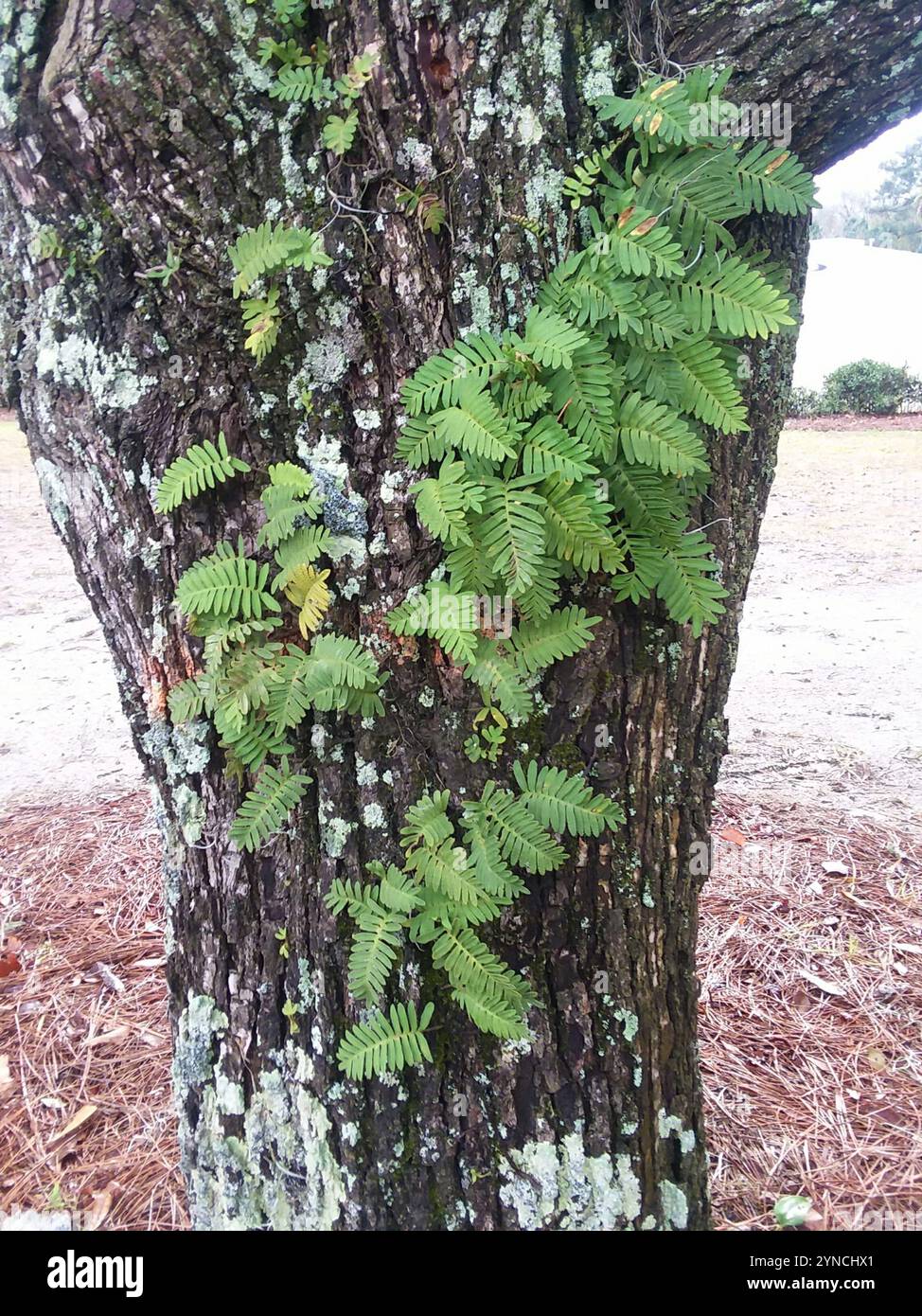 resurrection fern (Pleopeltis michauxiana Stock Photo - Alamy