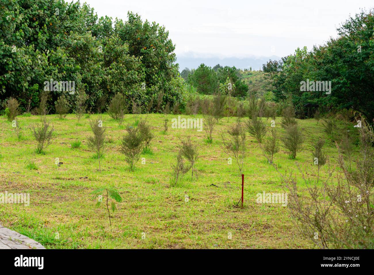 Leptospermum scoparium, commonly called manuka is a species of ...
