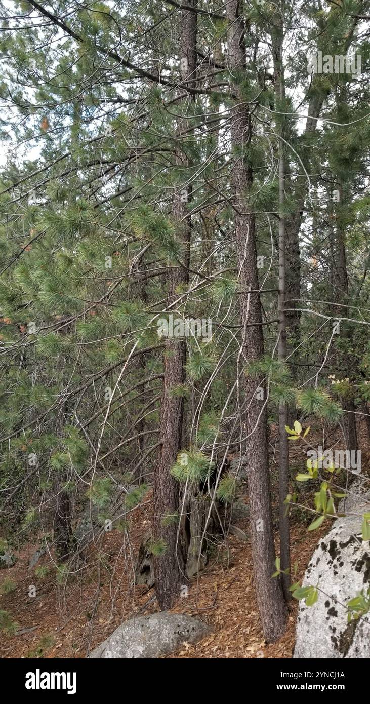 sugar pine (Pinus lambertiana Stock Photo - Alamy
