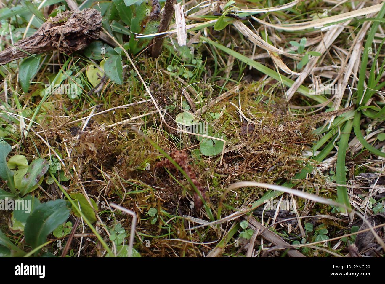 tangled thread moss (Hygroamblystegium varium Stock Photo - Alamy