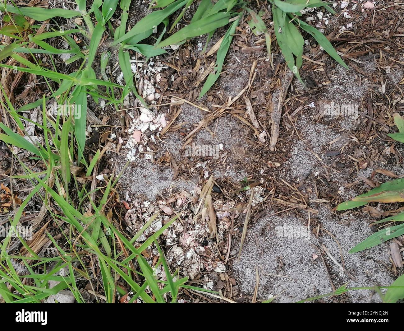 African Clawless Otter (Aonyx capensis Stock Photo - Alamy