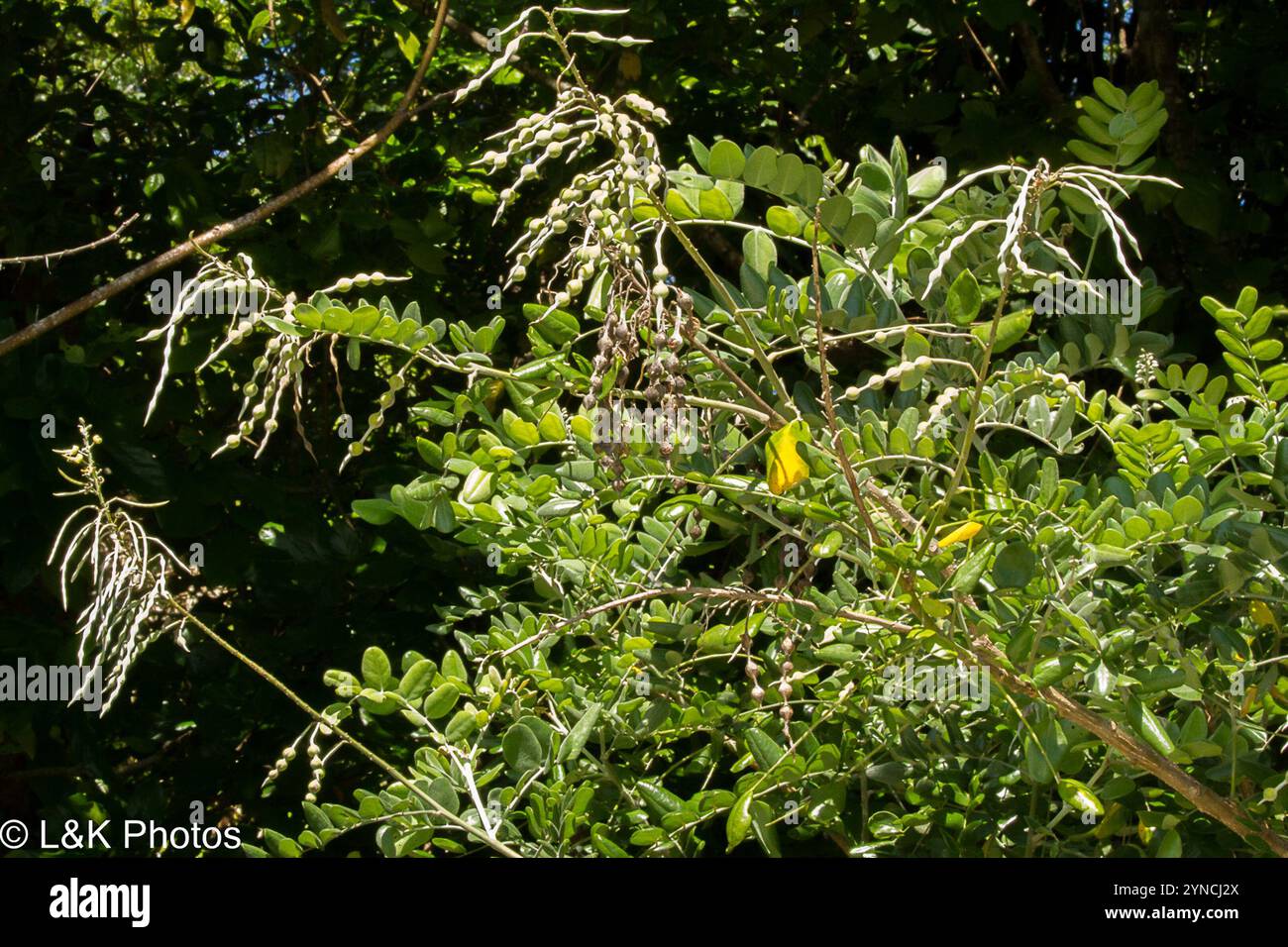 Necklace pod (Sophora tomentosa Stock Photo - Alamy