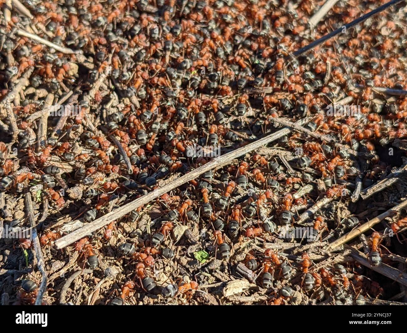 Western Mound Ant (Formica integroides Stock Photo - Alamy