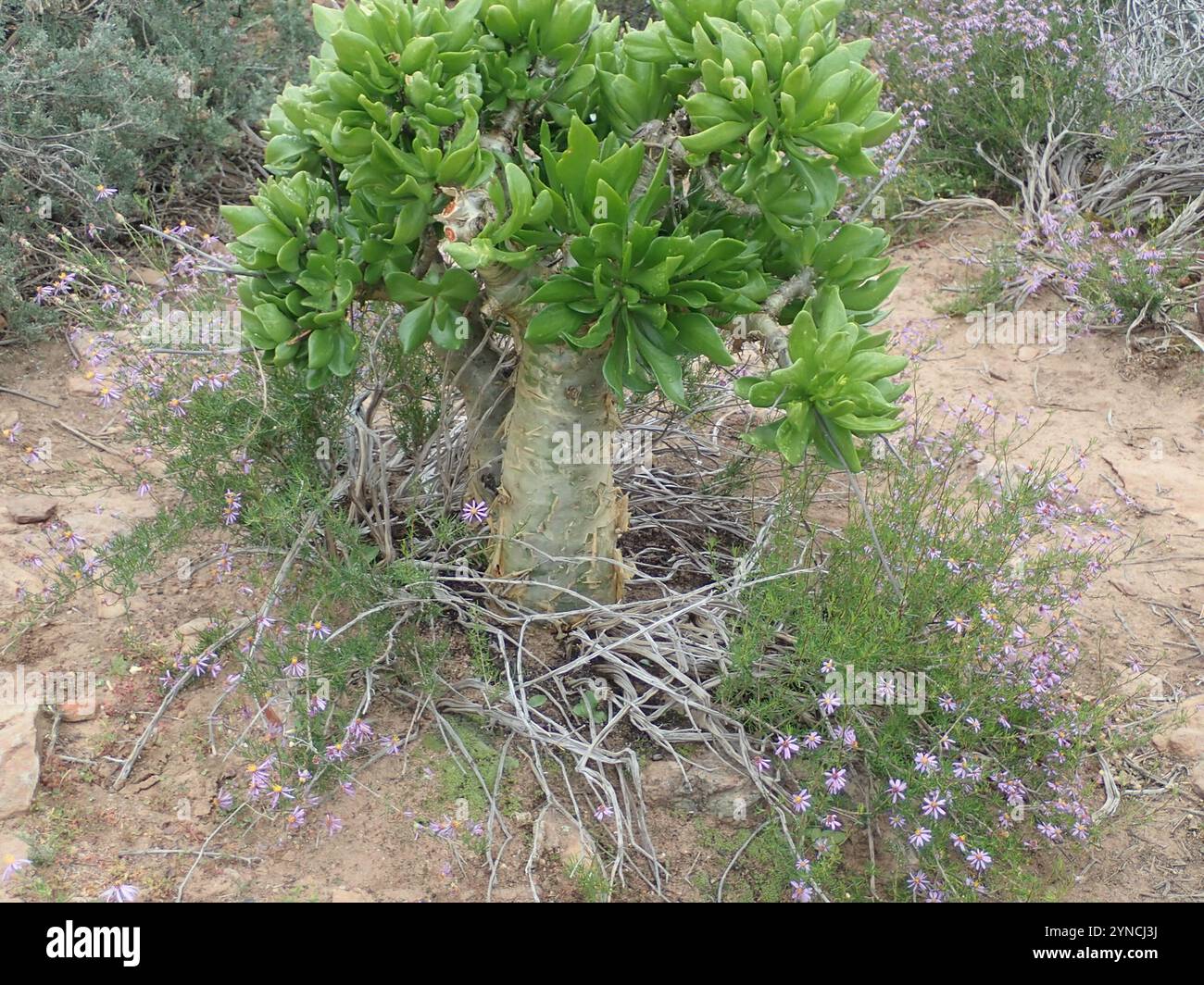 Botterboom (Tylecodon paniculatus Stock Photo - Alamy