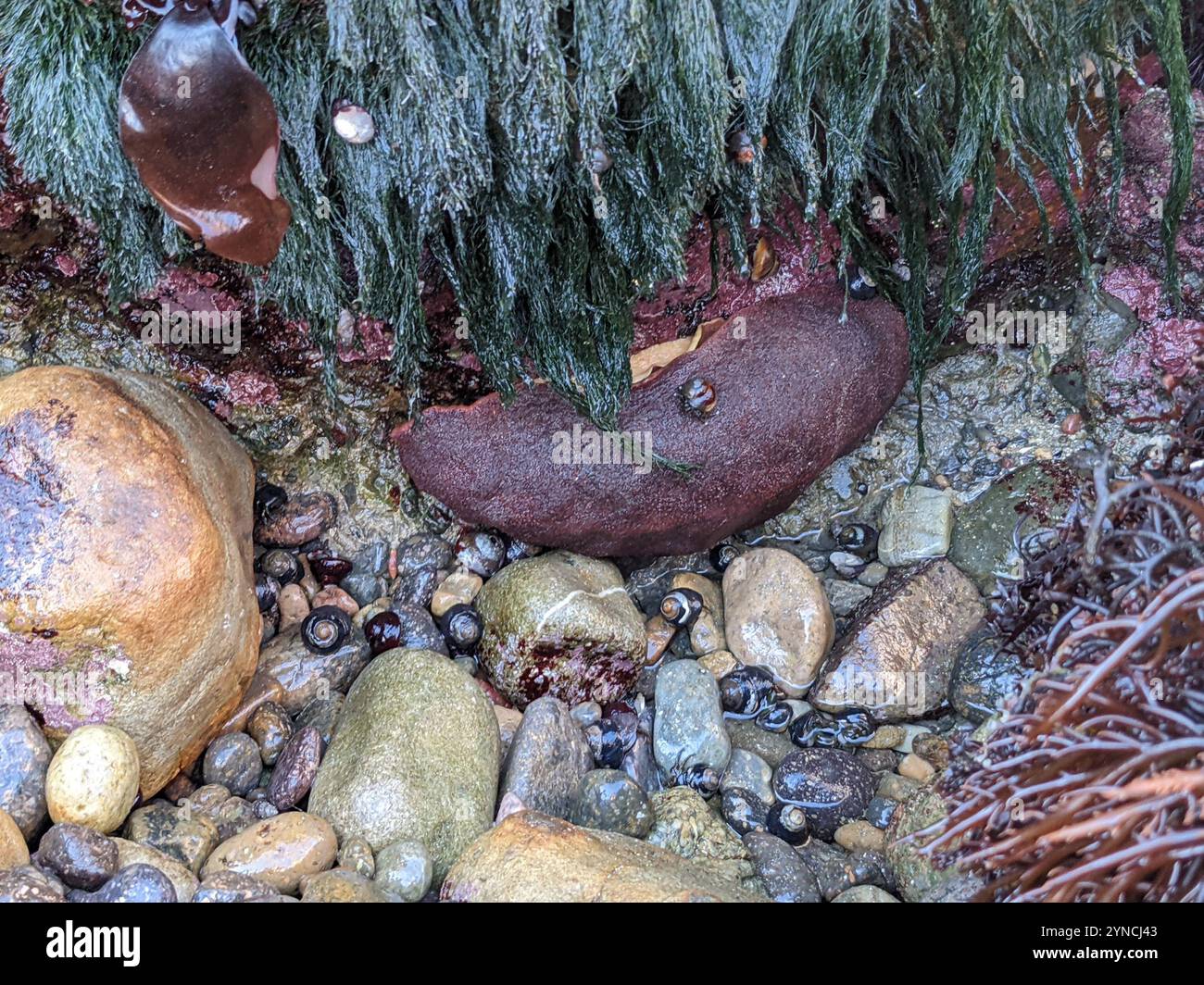 Gumboot Chiton (Cryptochiton stelleri Stock Photo - Alamy