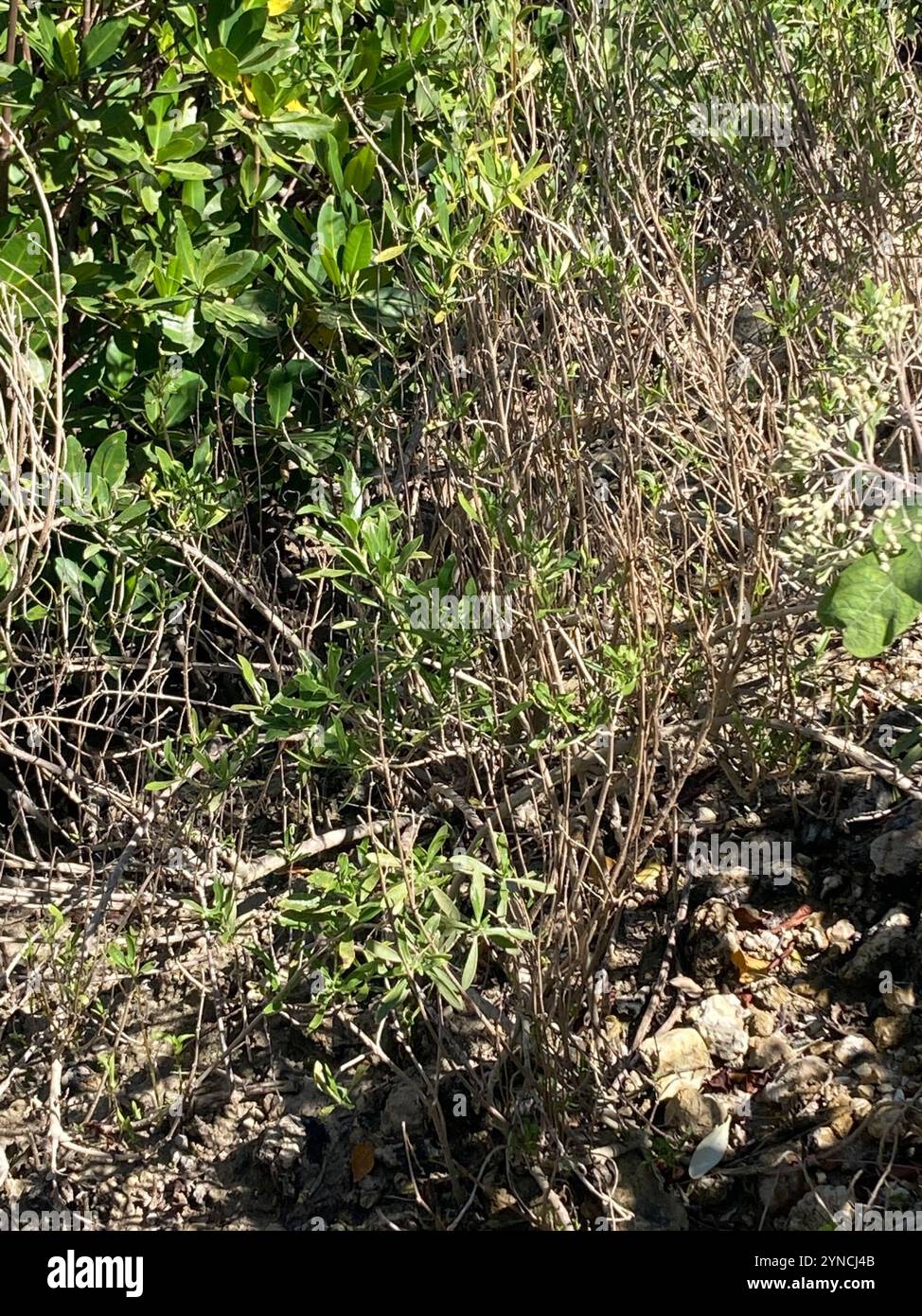 sea ox-eye (Borrichia frutescens Stock Photo - Alamy