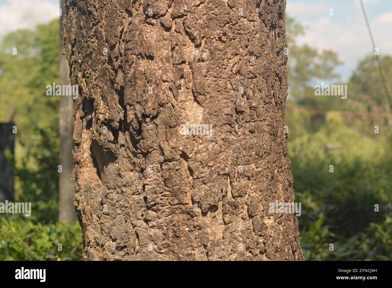 lebbeck (Albizia lebbeck Stock Photo - Alamy