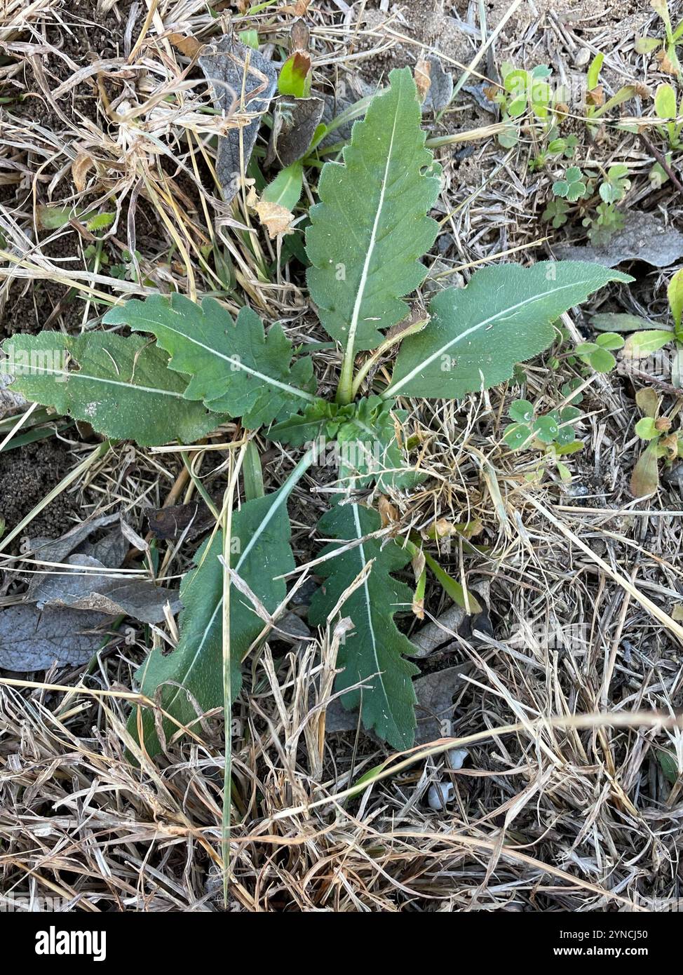 Engelmann daisy (Engelmannia peristenia Stock Photo - Alamy
