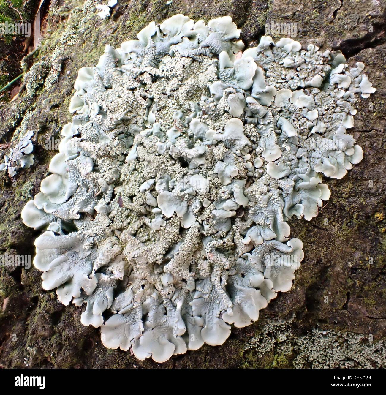 common greenshield lichen (Flavoparmelia caperata Stock Photo - Alamy