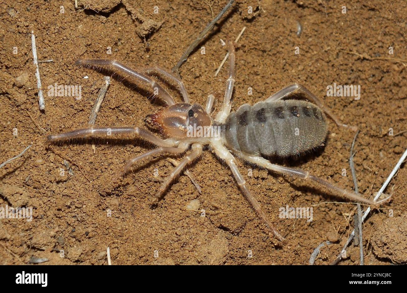 Galeodes hi-res stock photography and images - Alamy