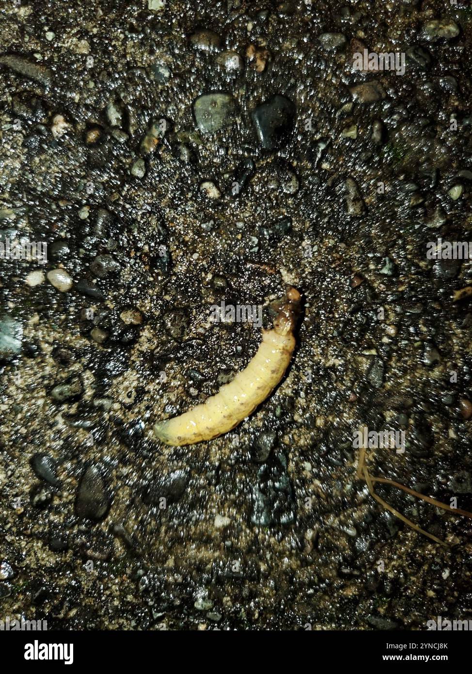 Cutworms and Dart Moths (Noctuinae Stock Photo - Alamy