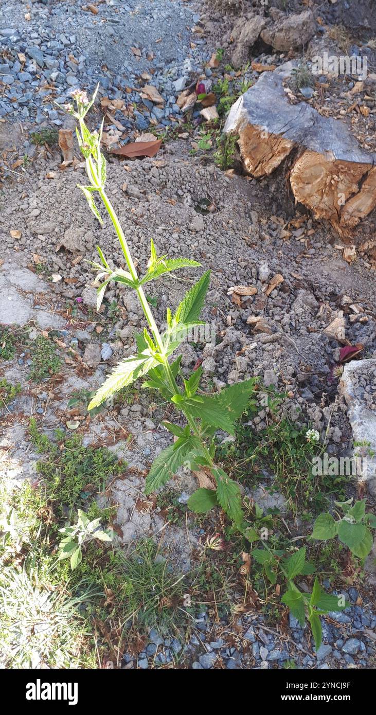 purpletop vervain (Verbena incompta Stock Photo - Alamy