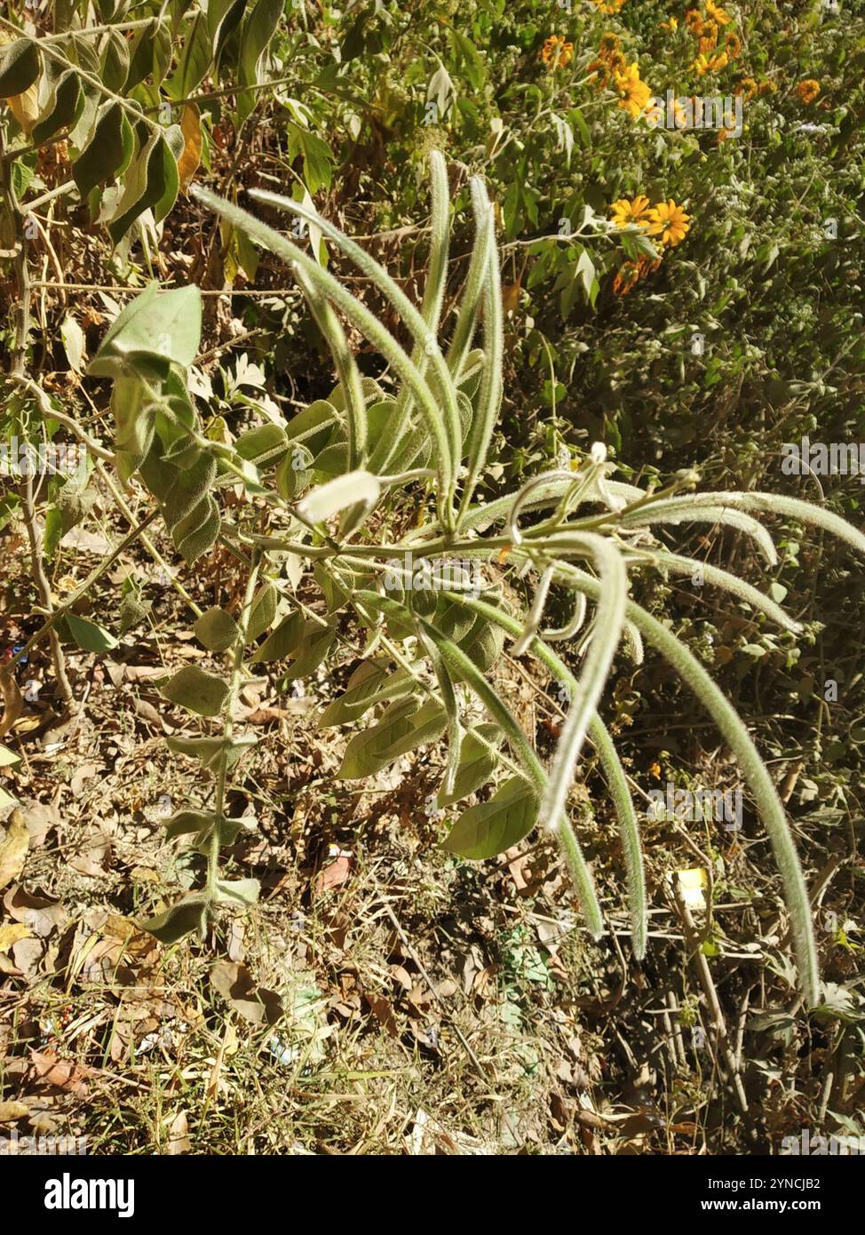 Senna hirsuta hi-res stock photography and images - Alamy