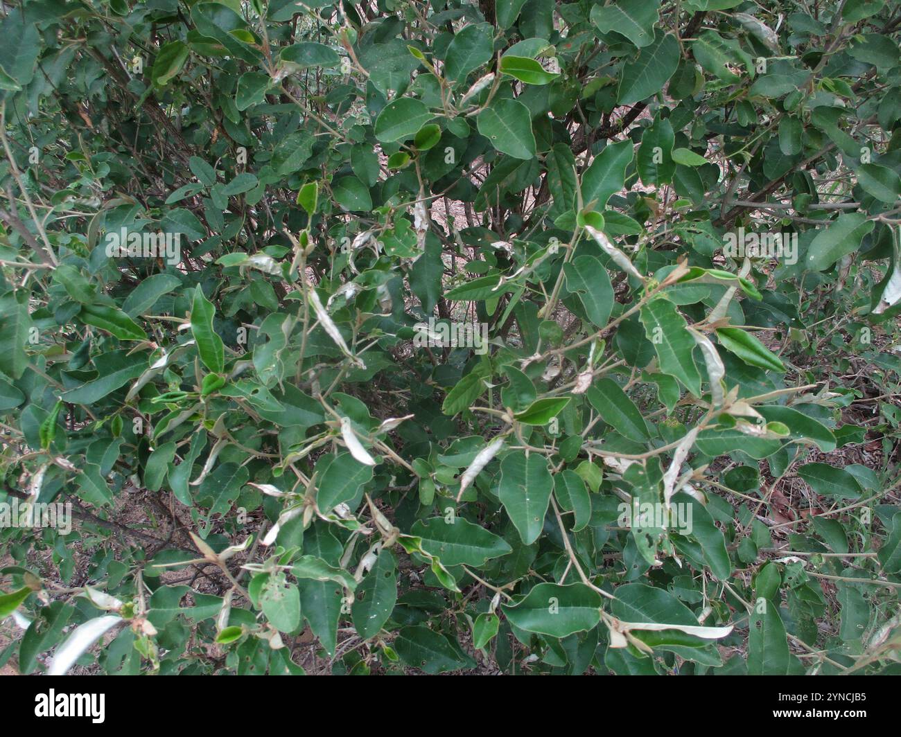 Lavender Feverberry (Croton gratissimus Stock Photo - Alamy