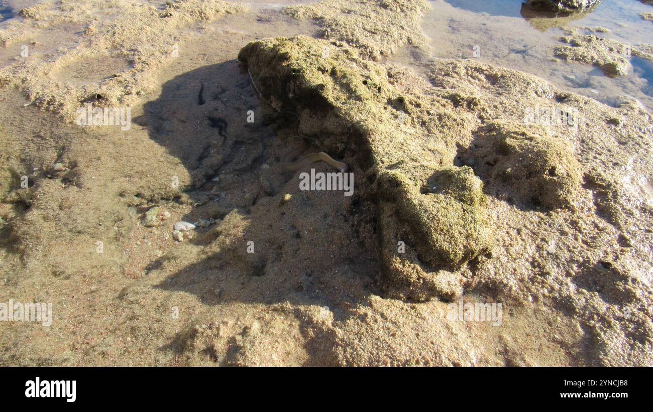 Geometric Moray (Gymnothorax griseus Stock Photo - Alamy