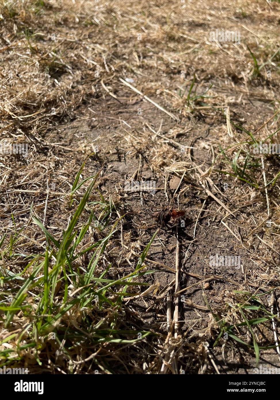 Spider Wasps (Pompilidae Stock Photo - Alamy