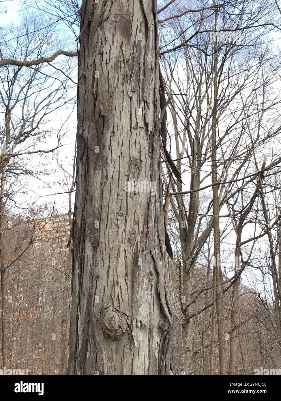 shagbark hickory (Carya ovata Stock Photo - Alamy